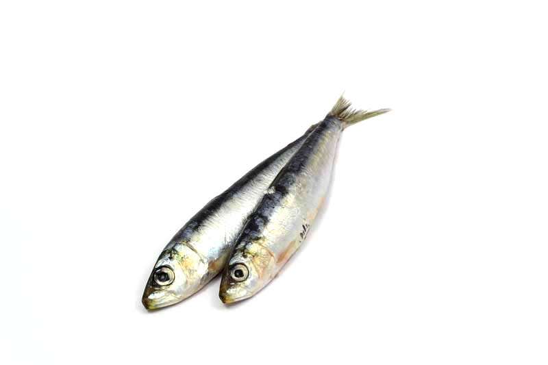 Petinga – Litofish