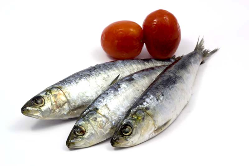 Sardinha – Litofish
