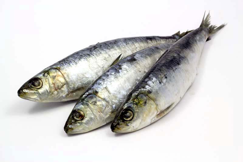 Sardinha – Litofish