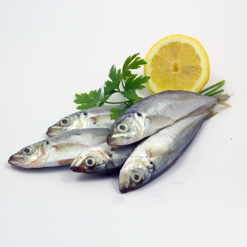 Carapau – Litofish