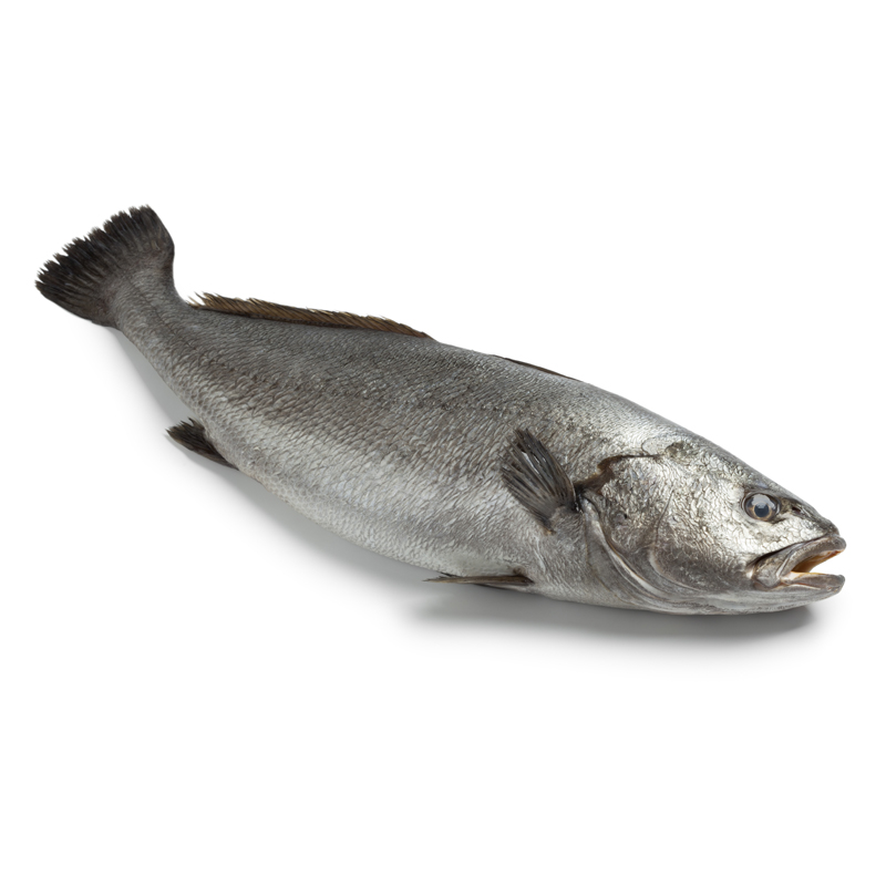 Corvina – Litofish