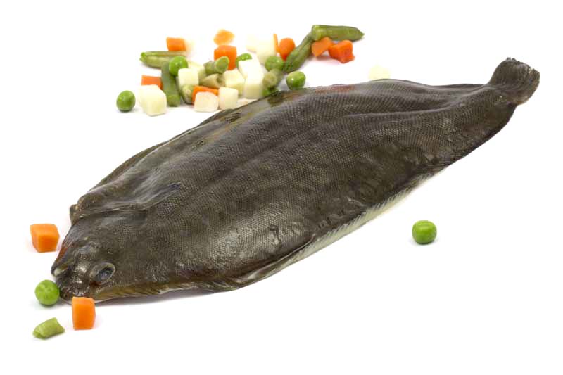 Línguado – Litofish