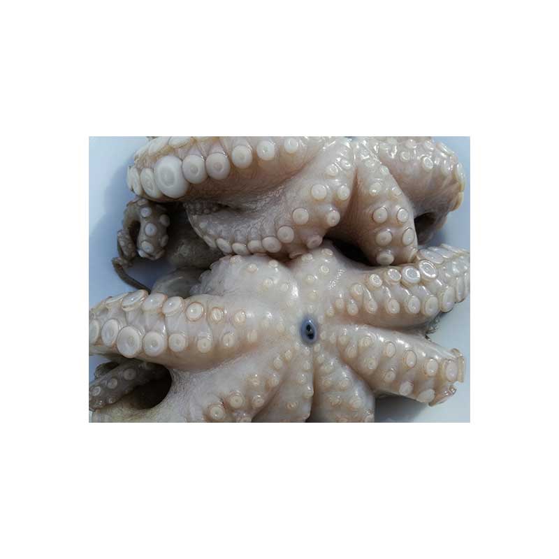 Octopus – Litofish