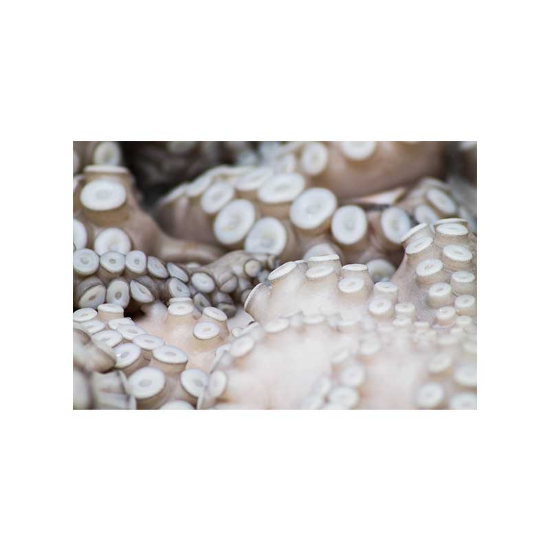 Octopus – Litofish