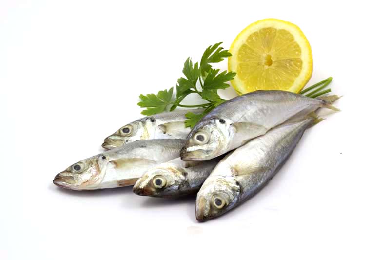 Carapau – Litofish