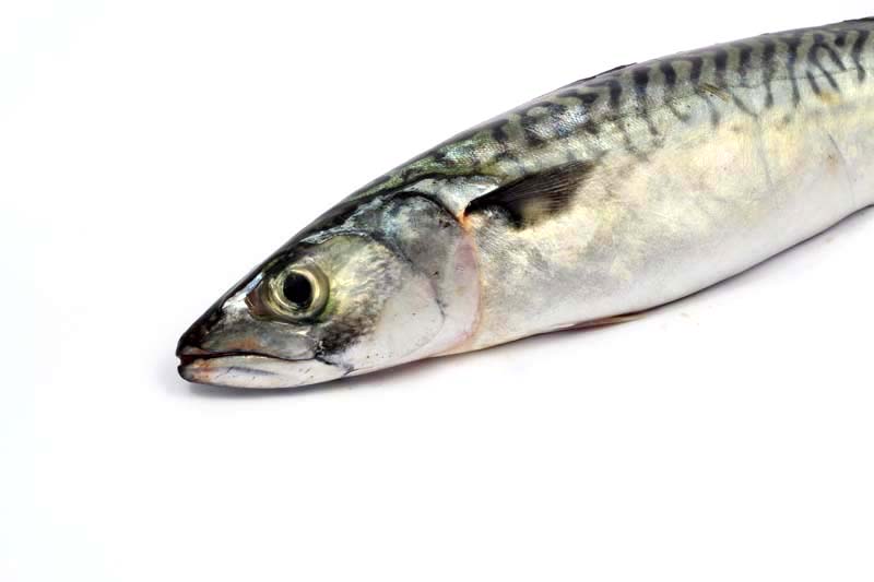 Mackerel – Litofish