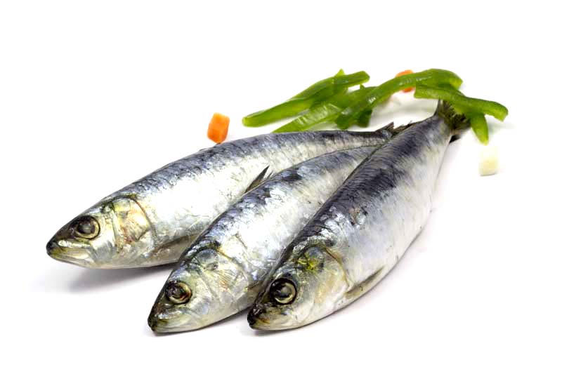 Sardinha – Litofish