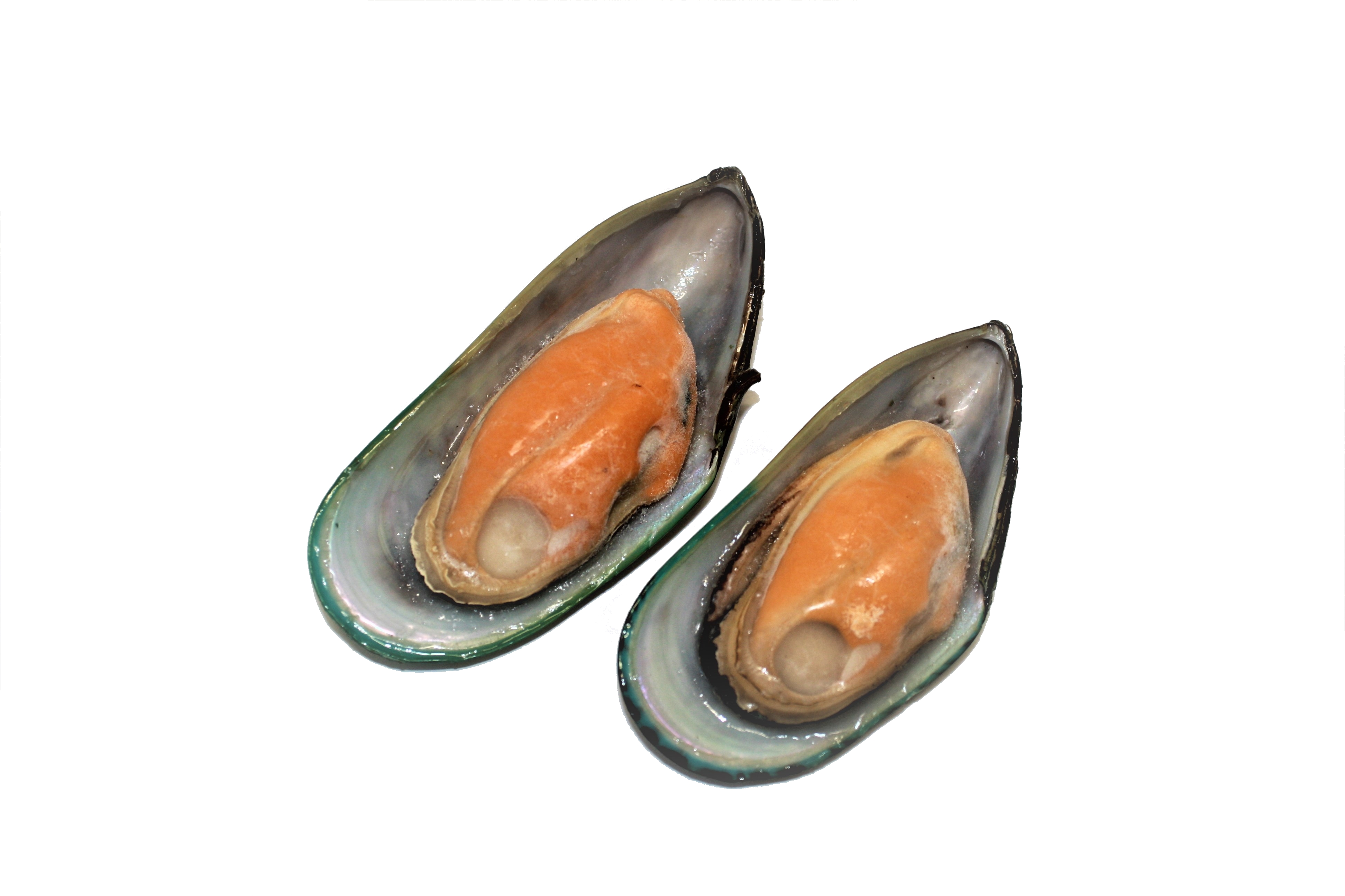 Mexilhão 1/2 concha – Litofish