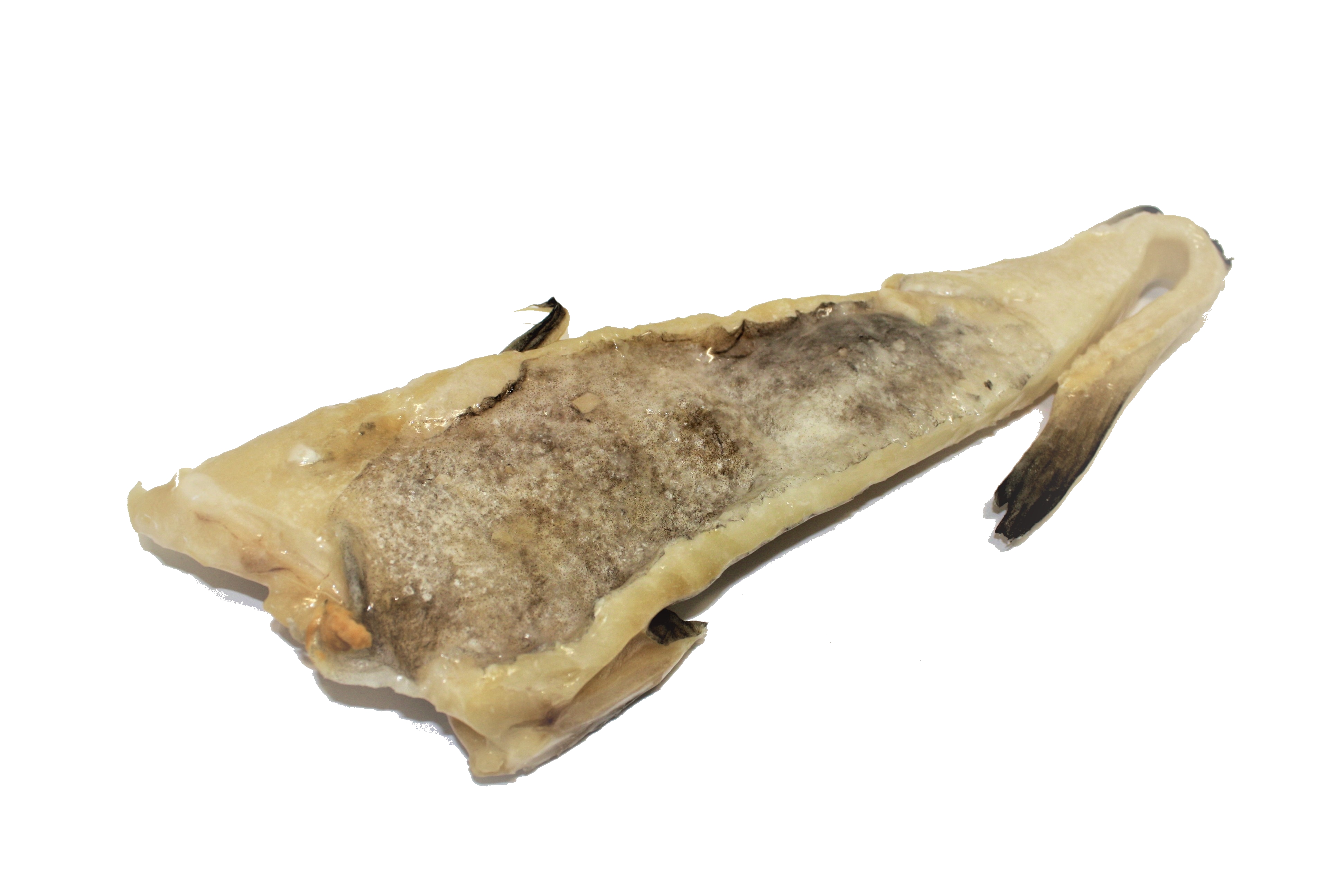 Badanas – Litofish